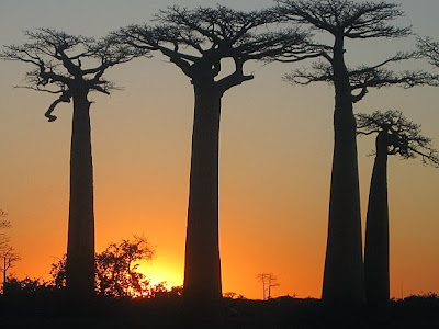 Il mio Madagascar : Route Nationale 8 - La via dei baobab in Madagascar
