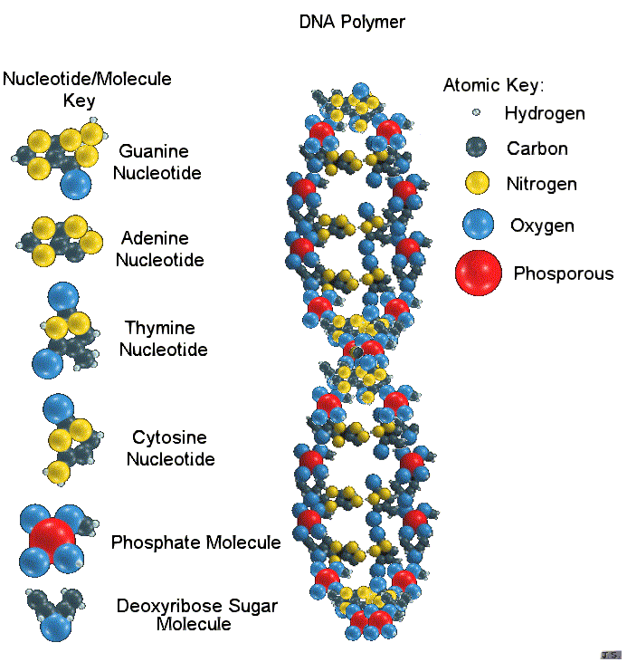 REPLIKASI, TRANSKRIPSI DAN TRANSLASI (SINTESIS PROTEIN)