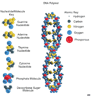 REPLIKASI, TRANSKRIPSI DAN TRANSLASI (SINTESIS PROTEIN)