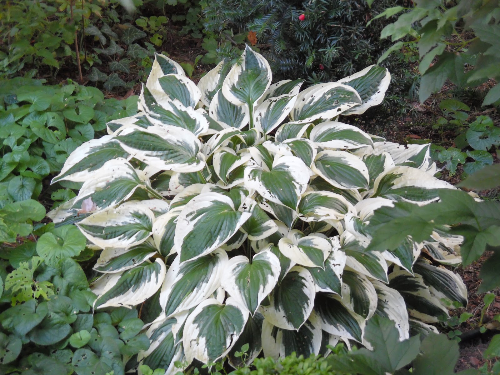 Ogród Tamaryszka: HOSTY - ROŚLINY DO CIENIA