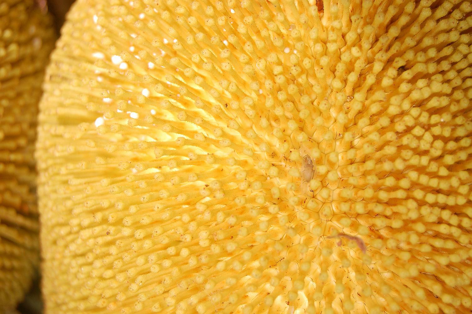 Timadang Tarap of Kelawat Kota Belud Sabah East Malaysia North Borneo ...