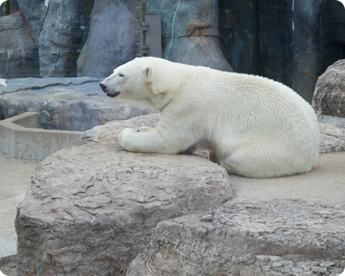 Crafty Cucumber: The Zoo