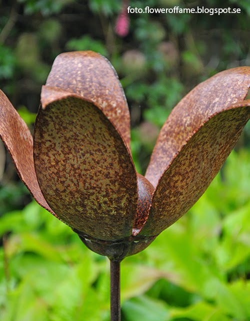 Flower of Fame: Lite mer rost.