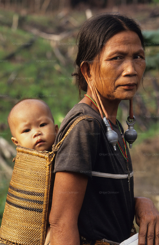 Paku Midin: Things to do in Kapit Sarawak