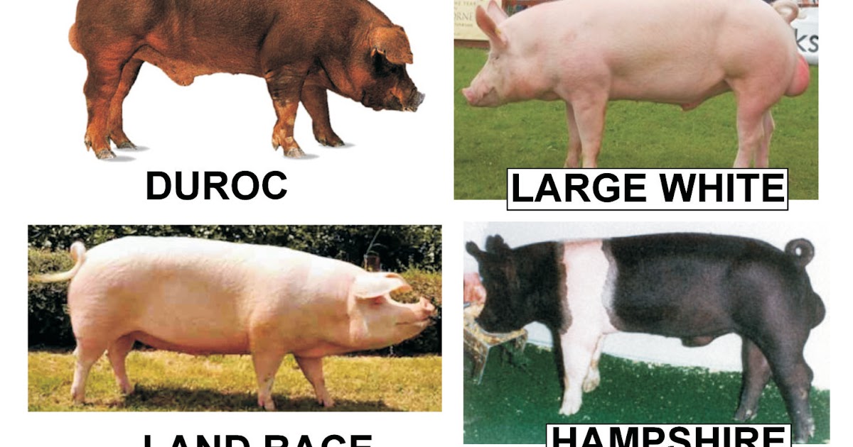 SIMPLY BUSINESS: SMALL SCALE HOG RAISING: STILL POPULAR AMONG ILONGGO ...