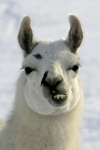 Llama A Funniest Animal - Pets Cute and Docile