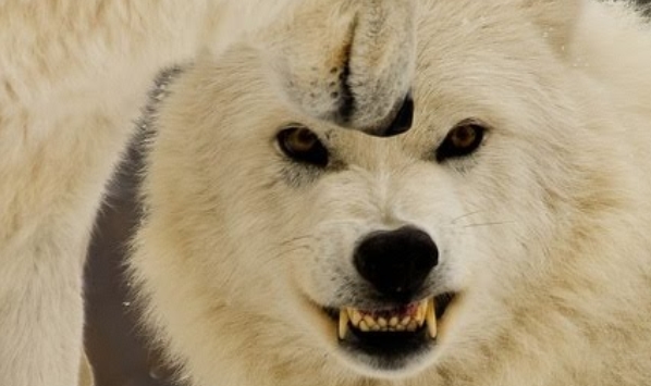 White Wolf : Why Wolves Are Forever Wild and Dogs Can Be Tamed
