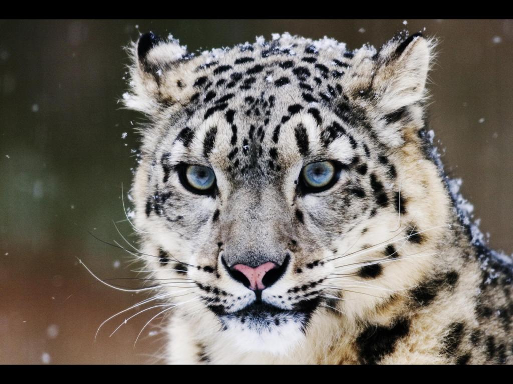 Animals: Os 7 Felinos mais perigosos Mundo