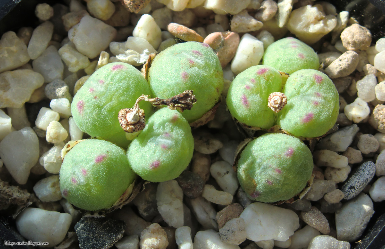 Lithops Stories: Spring update on Conophytums (13 pics)