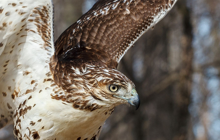 Barbara O'Brien Photography News: Sneak Peek from the Harris Hawk/Red ...