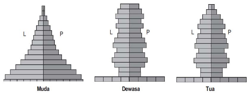 Pengertian dan Macam-macam Bentuk Piramida Penduduk serta Fungsi ...