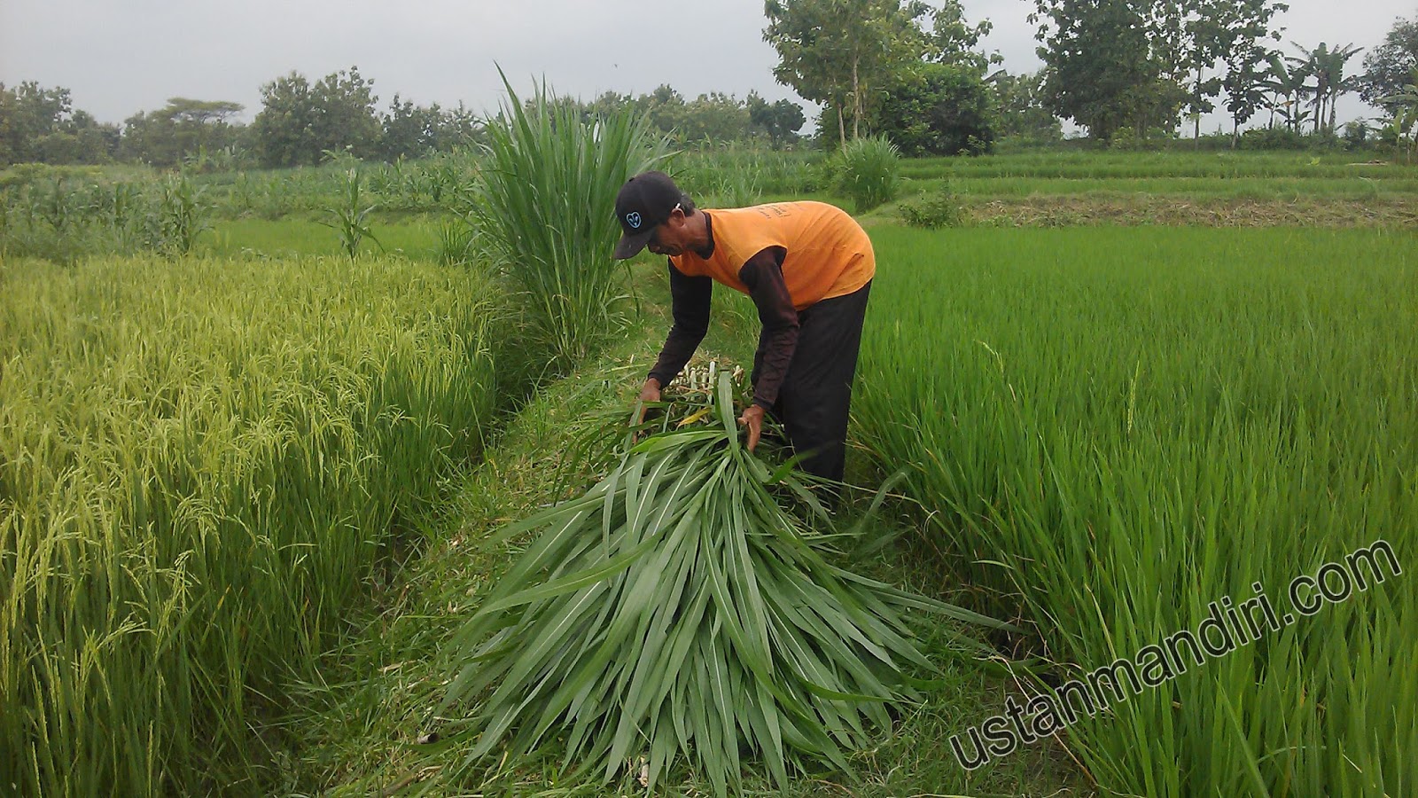 www.ustanmandiri.com: Rumput Setia Pakan Terbaik Untuk Sapi Indukan