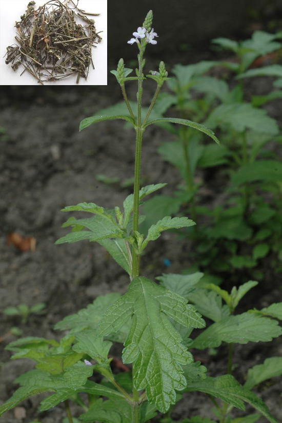 European verbena herb (MA BIAN CAO)-Verbena officinalis-Herba Verbenae