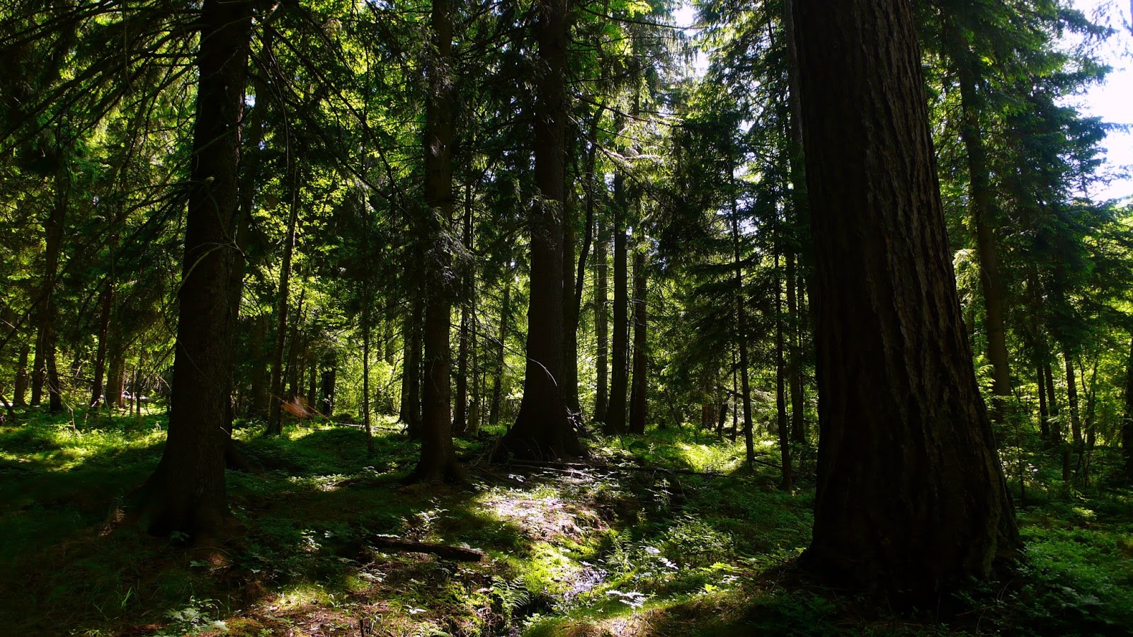 "My incense is of resinous woods & gums ; and there is no blood therein ...