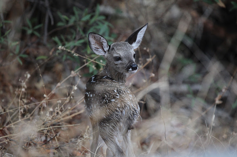 The Azure Gate: More Babies