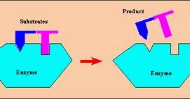 #18. Enzymes - active site, activation energy, enzyme specificity ...