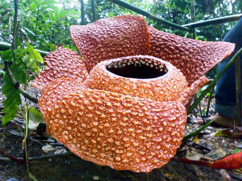 RAFFLESIA ARNOLDII FLOWER photos - wallpapers | the fun bank