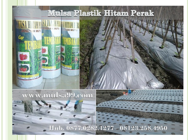 Cara Memasang Mulsa Plastik Hitam-Perak (MPHP) | Pertanian Modern