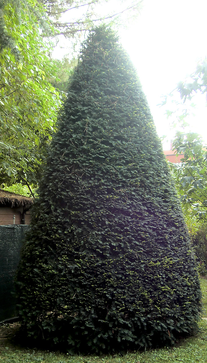 Hortus Italicus: Taxus baccata L. 1753