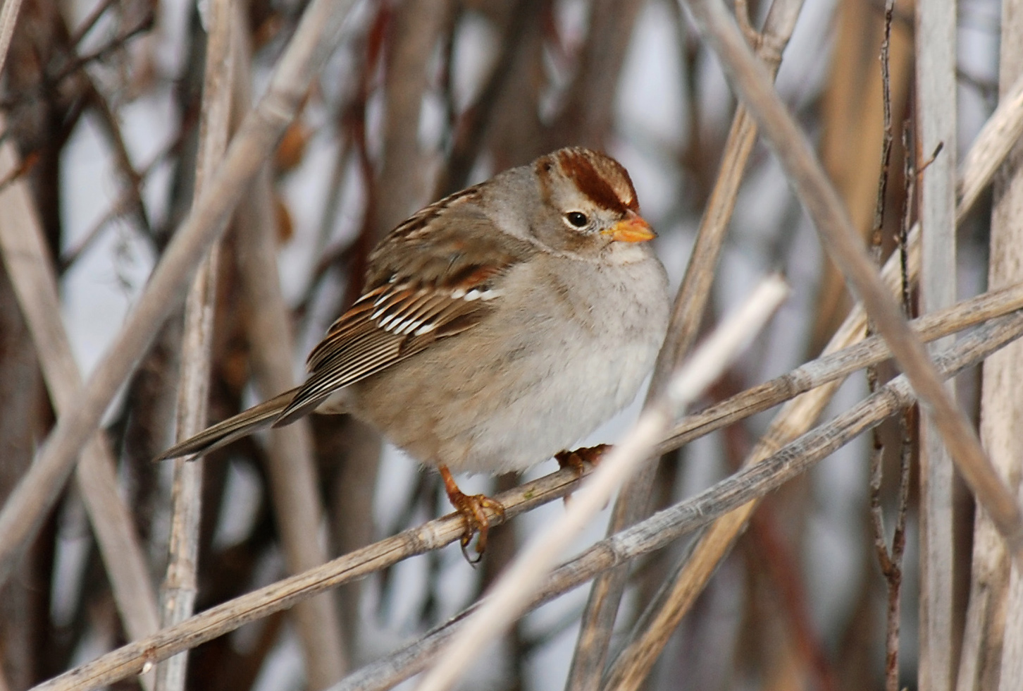 Utah Birders | Birding Blog, Utah Birds, Utah Birding, Utah Bird ID ...