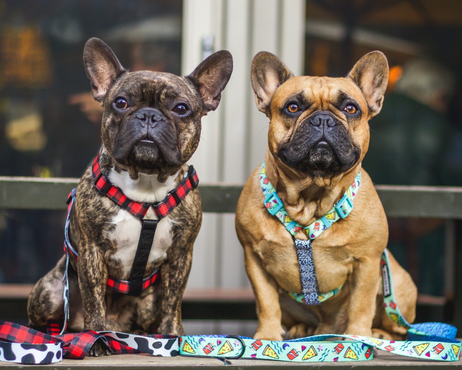 NUNCAJAMAS COCKER: LOS PERROS CHATOS SON MÁS CARIÑOSOS