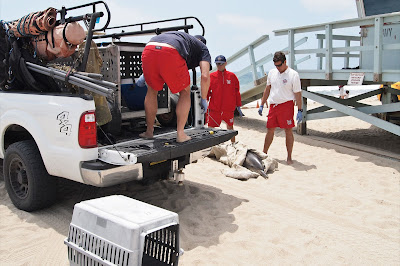 County Recurrent: "Dolphin Rescue", by OLS Harry Varnas