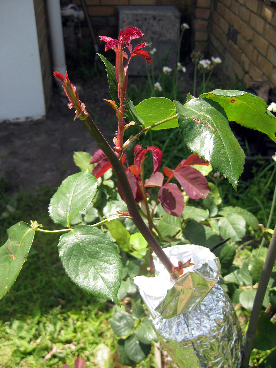 The Night Gardener: Propagation Progress