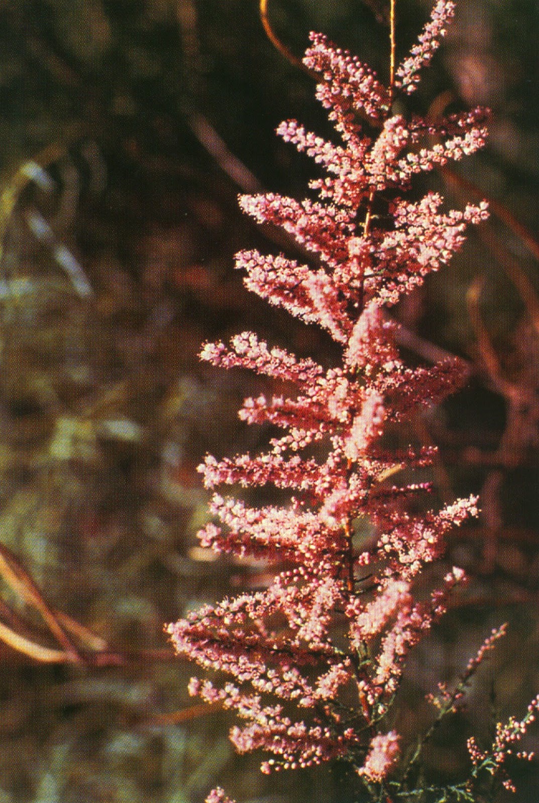 Earth and Space News: North American Salt Cedar Gardens Change Soil pH ...