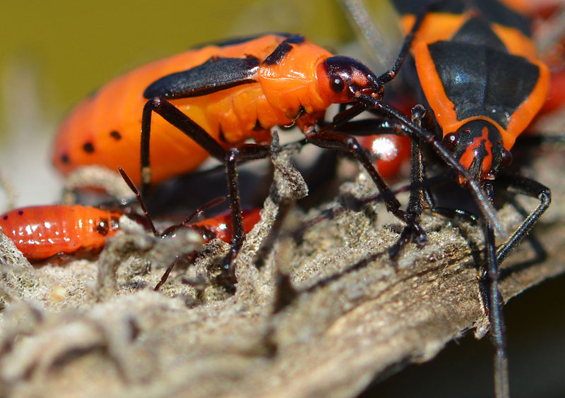 Red and the Peanut: Large Milkweed Bugs (Oncopeltus fasciatus) at Fort ...