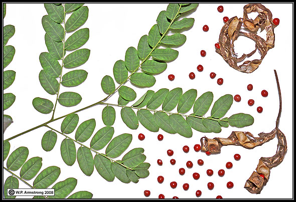 An Elephant a Day 2.0: Elephant No. 6: Manjadikuru