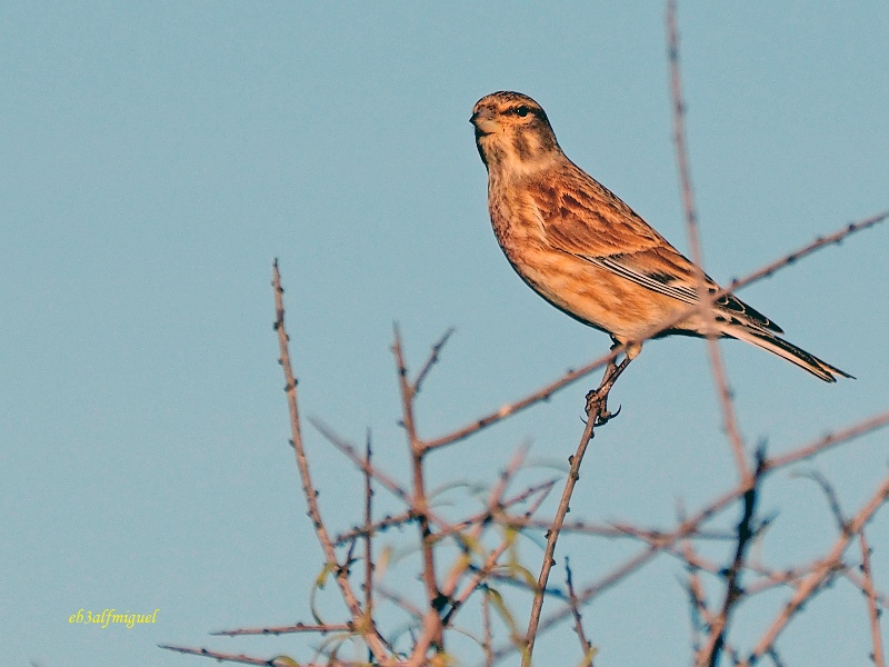 Miguel fotografia: Pardillo común (Carduelis cannabina)