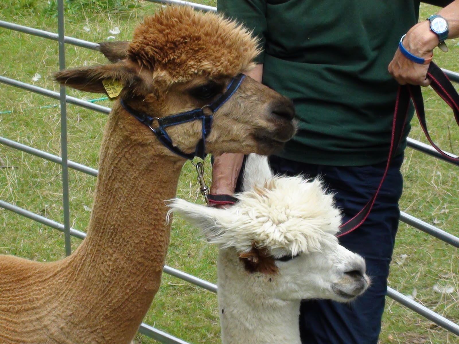 Adventures in Smallholding: Alpaca mating