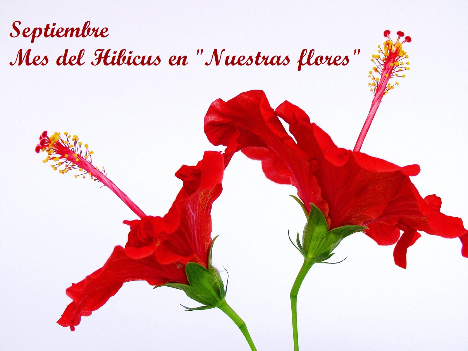 Flortografía: Flor del mes de septiembre: Hibiscus