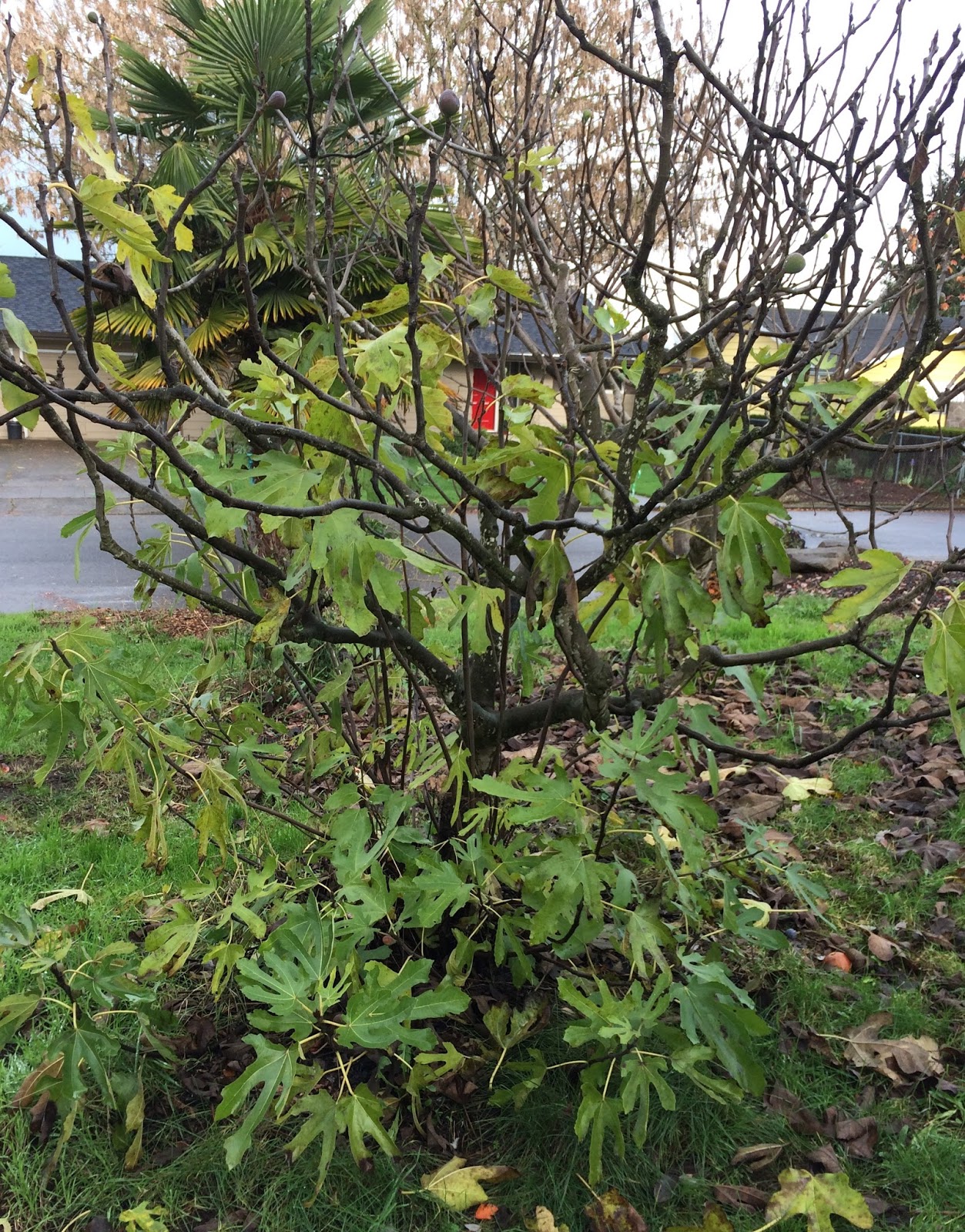 Daniel's Pacific NW Garden: Fig Tree to Move