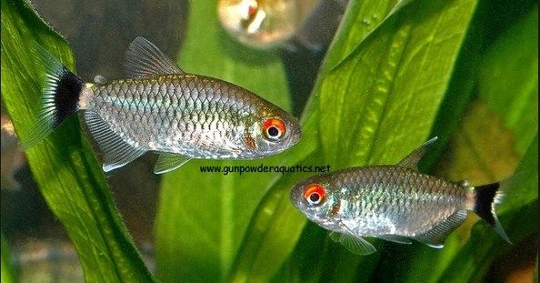 Red Eye Tetra Dan Cara Merawatnya - cara ternak ikan