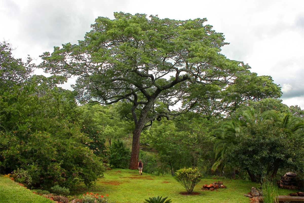 Sciency Thoughts: Wood fossils from the Plio-Pleistocene of northwest ...