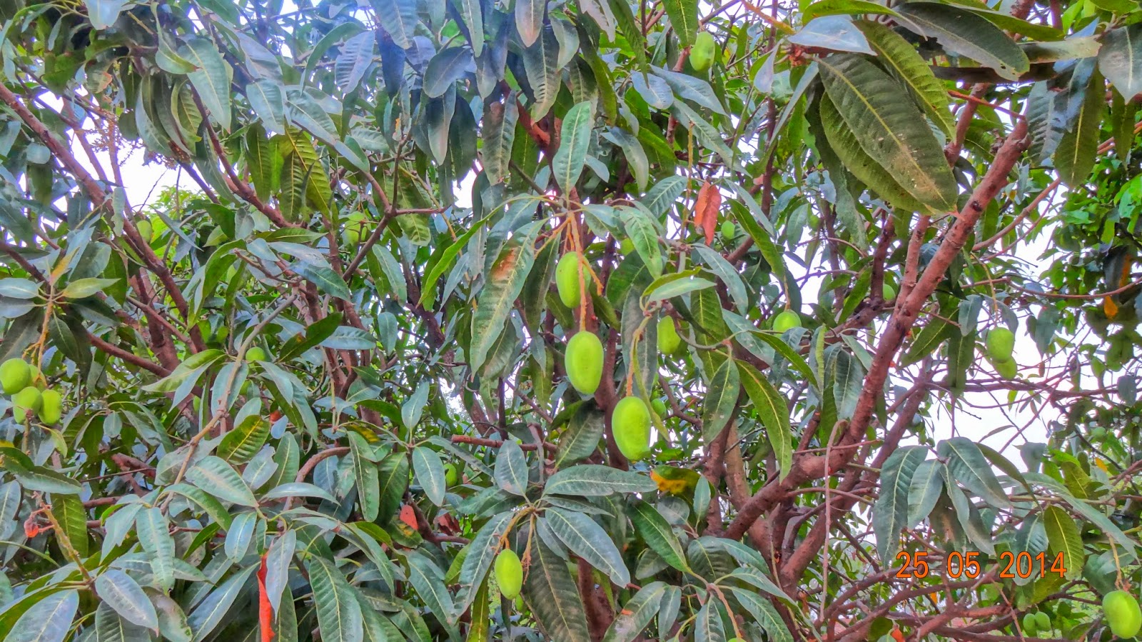 Plants of Lahore - Pakistan: Mango tree- Aam- Mangifera indica
