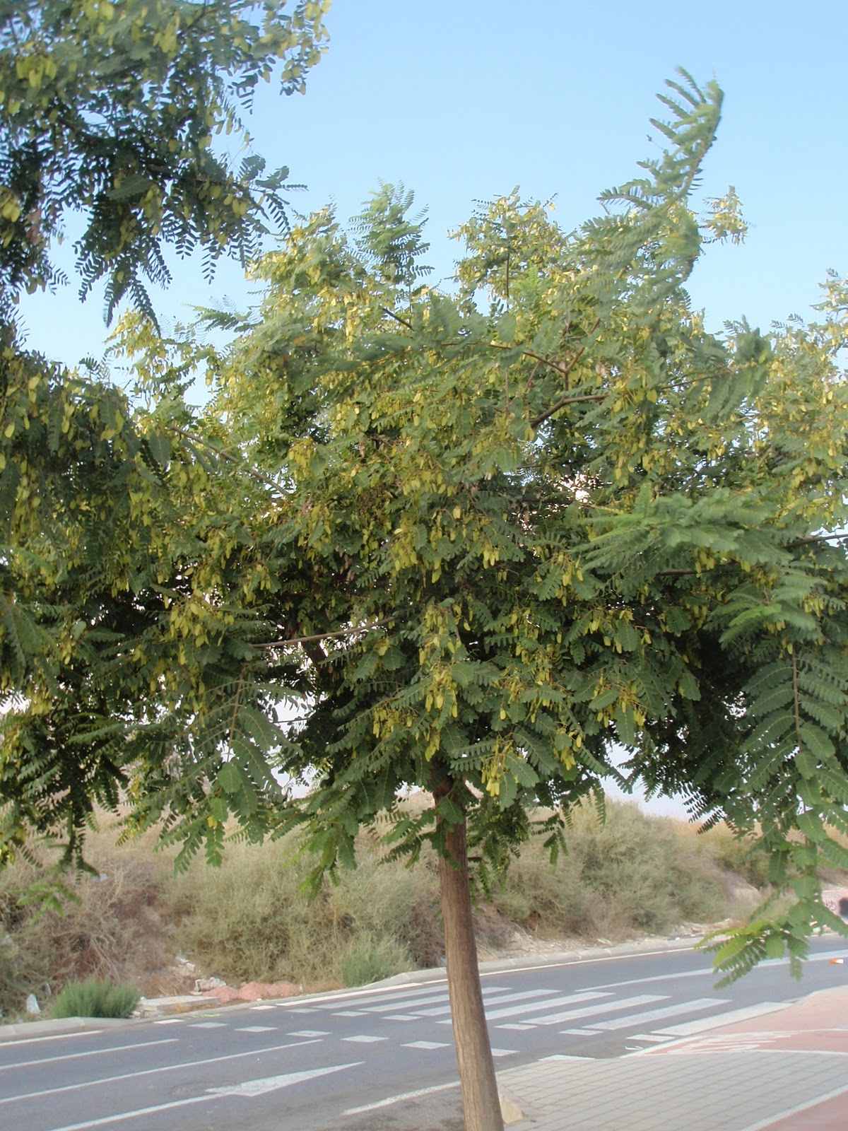 HERBARIO VIRTUAL DE BANYERES DE MARIOLA Y ALICANTE: Tipuana tipu ...