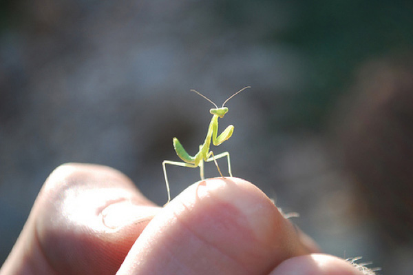 15 Cute baby praying mantises (15 pics) | Amazing Creatures