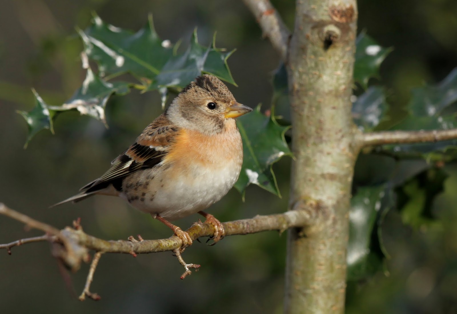 Blog de aves: Instantes alados: pinzón real