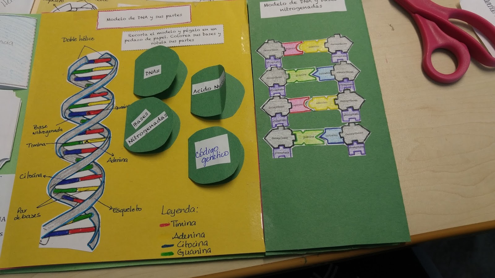 Científicos Activos de la Intermedia de Quebradillas: Dia 4- Estructura ...