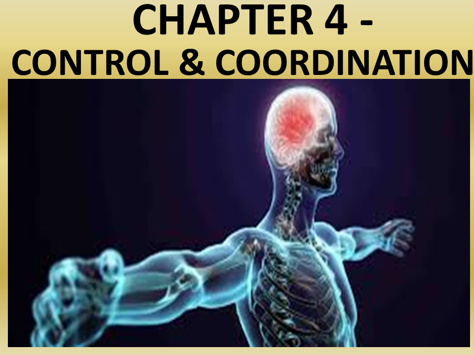 Grade 12: Chapter 4 - CONTROL & COORDINATION