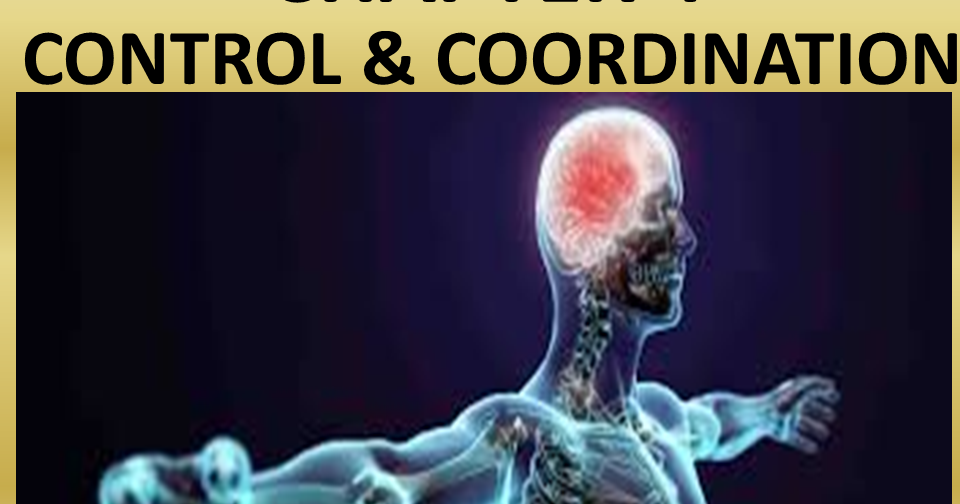 Grade 12: Chapter 4 - CONTROL & COORDINATION