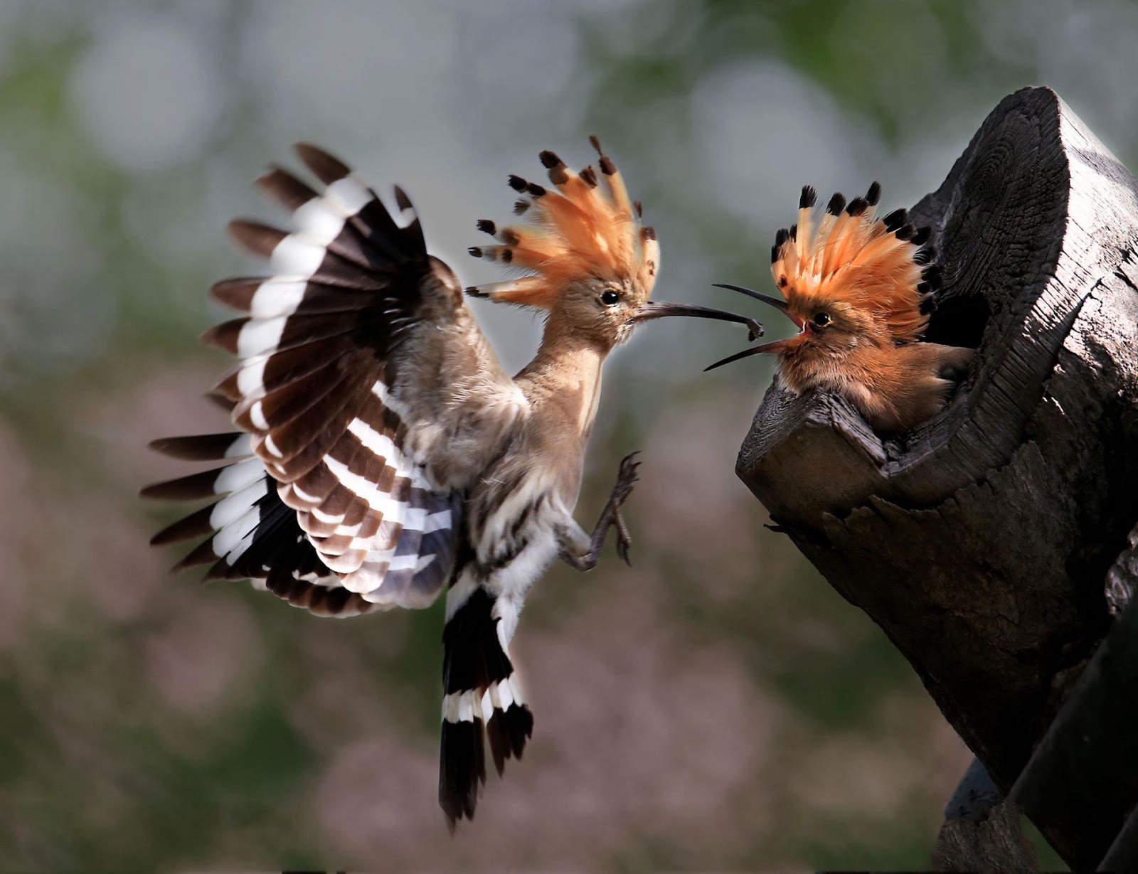 Alguns dos Animais Mais Coloridos do Planeta - Mundo em Fotos