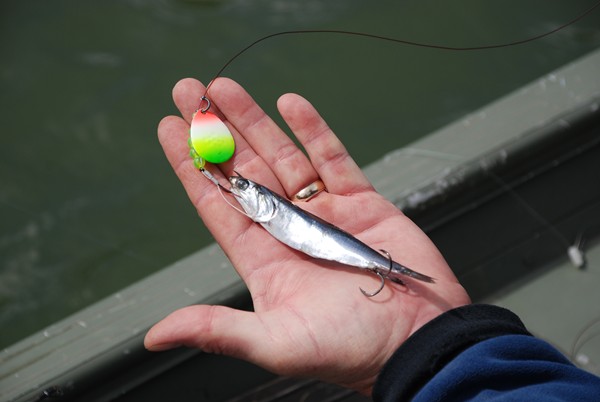 Dean Finnerty's Fishing and Hunting: Ultimate Spring Chinook Bait