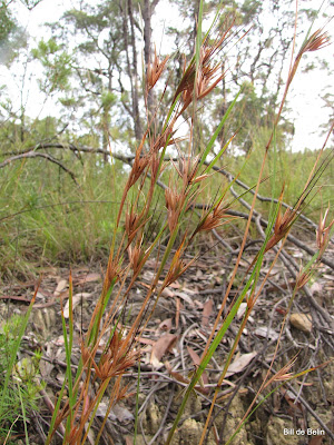 Sydney's Wildflowers and Native Plants: Themeda triandra (australis ...