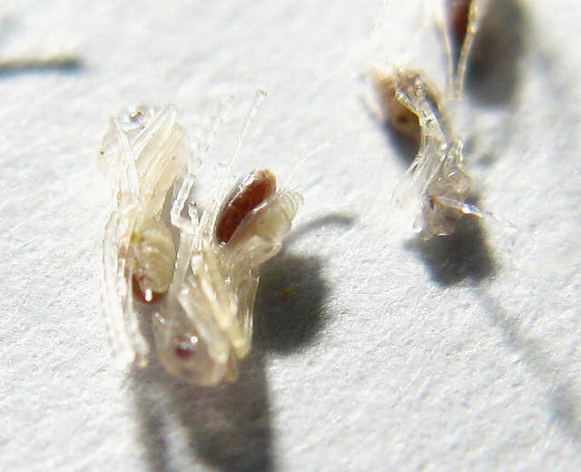 Photos and Info on Ants and Termites of Malaysia: Commensalism ...