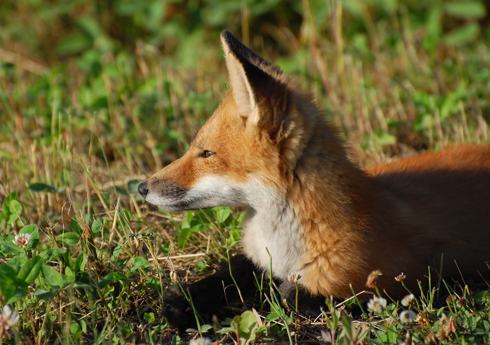 Monkey Puzzle Blog: Red Fox