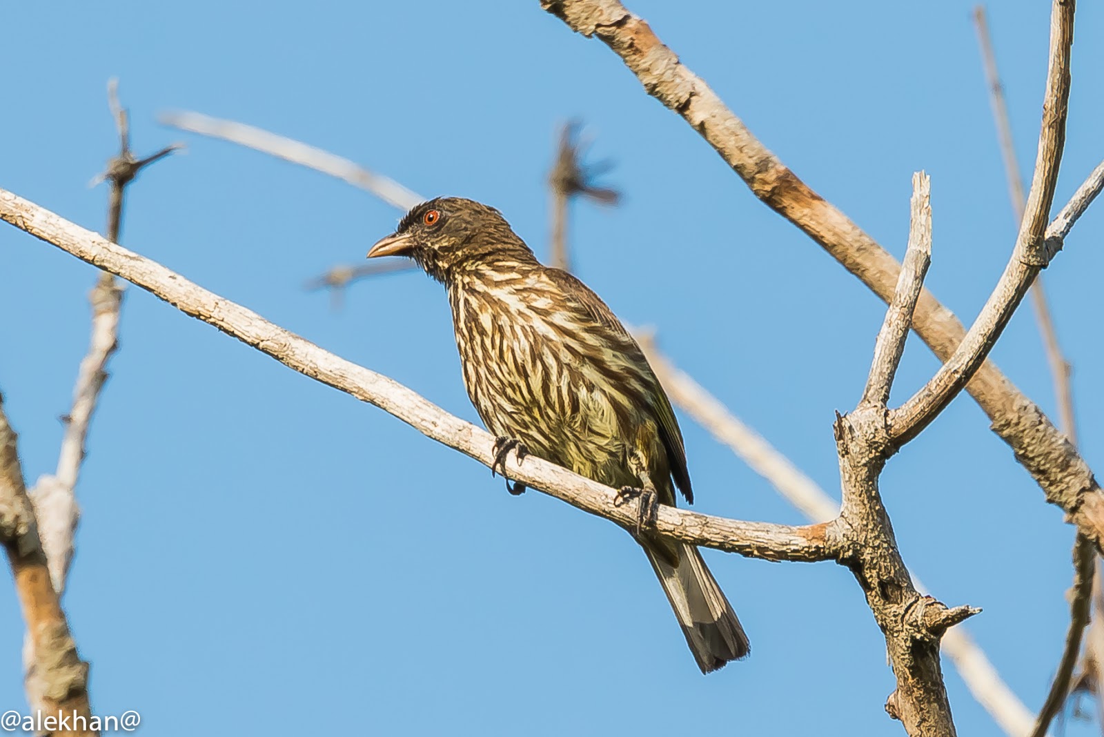 Pájaros, Pajarracos: Cigua palmera (RD)