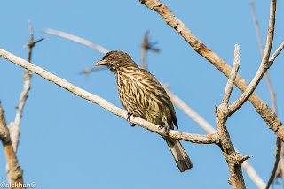 Pájaros, Pajarracos: Cigua palmera (RD)